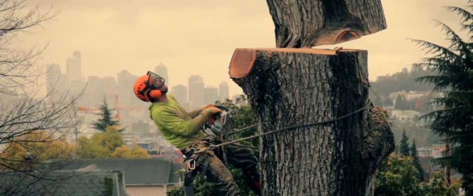 Így kell szakszerűen kivágni egy fát sűrűn lakott övezetben - kert.tv