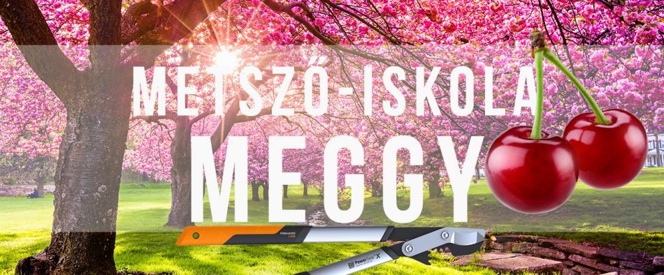 Meggyfa metszése Kosztka Ernővel - videó - kert.tv