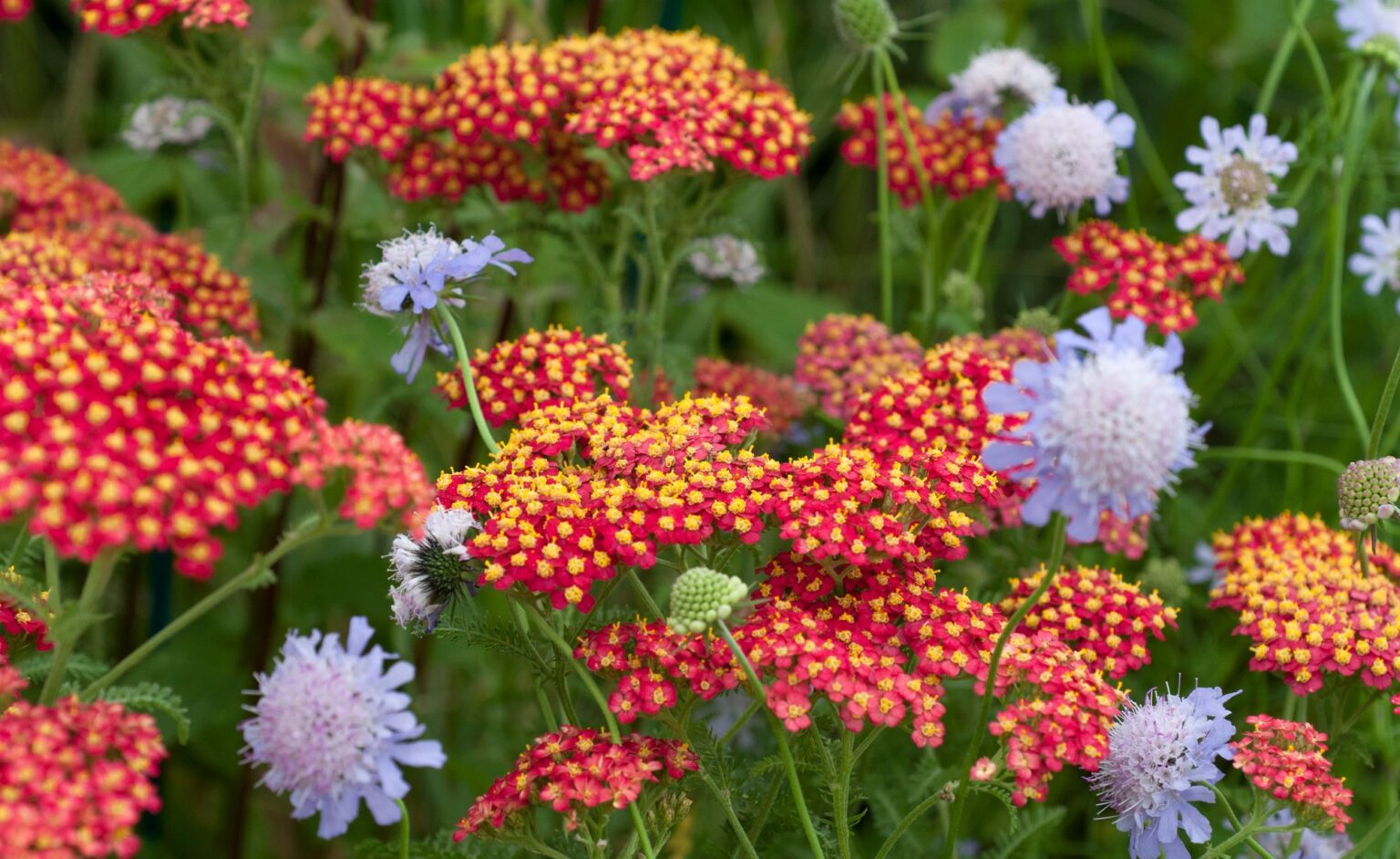 A napimádó cickafark, az évelőágyás dísze - kert.tv